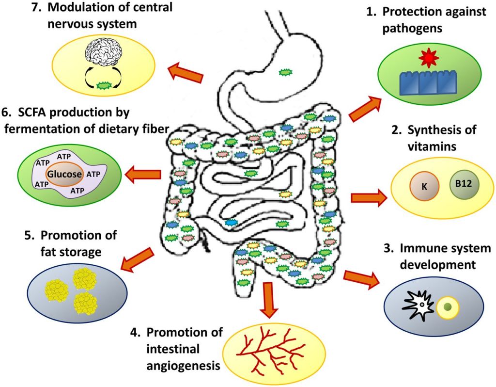 You and Your Microbiome - Become your healthiest you